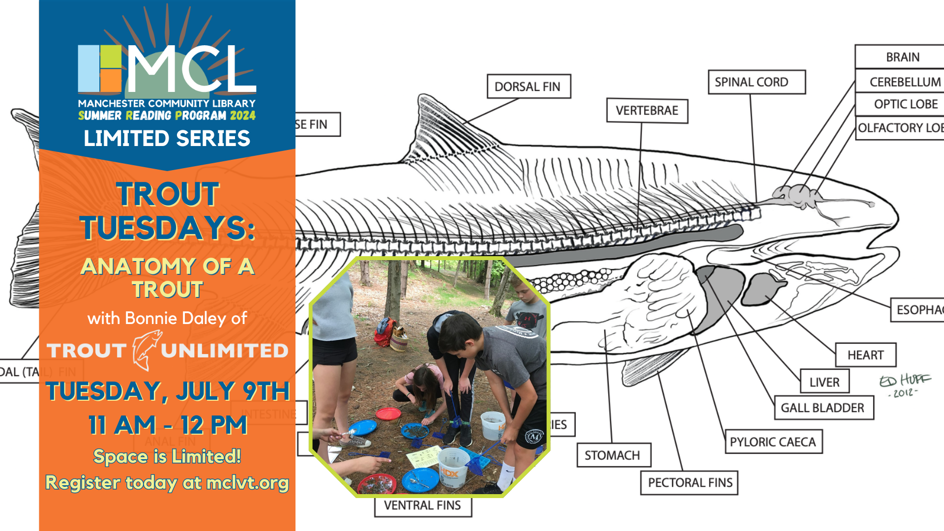 Trout Tuesday: Anatomy of a Trout – Manchester Community Library